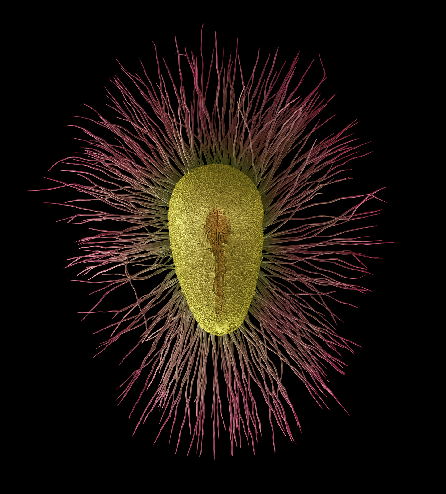 Natures archetypes – COCULTURES